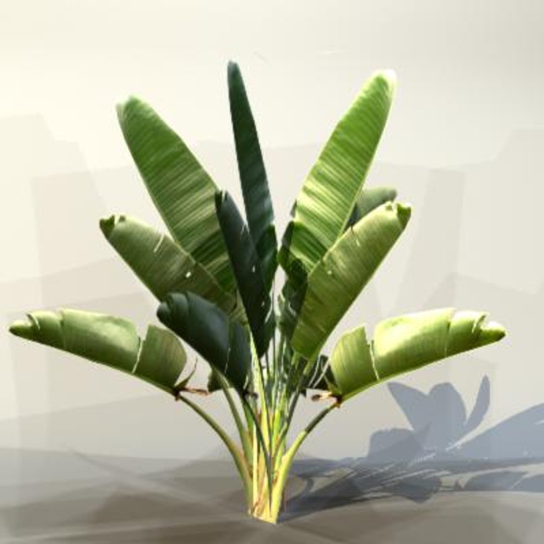 Pc Palm 3d Model