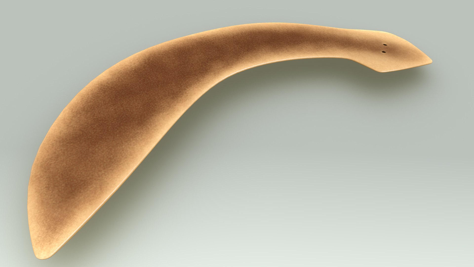 Dugesia Turbellaria Flatworms Obj