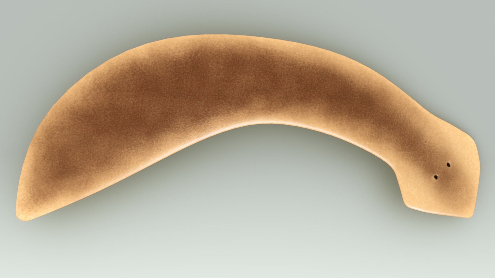 Dugesia Turbellaria Flatworms Obj