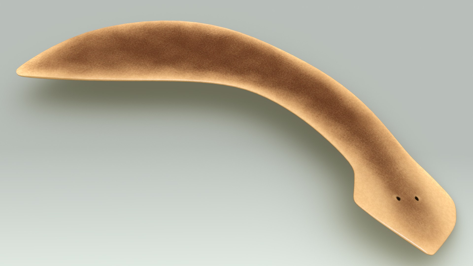 Dugesia Turbellaria Flatworms Obj