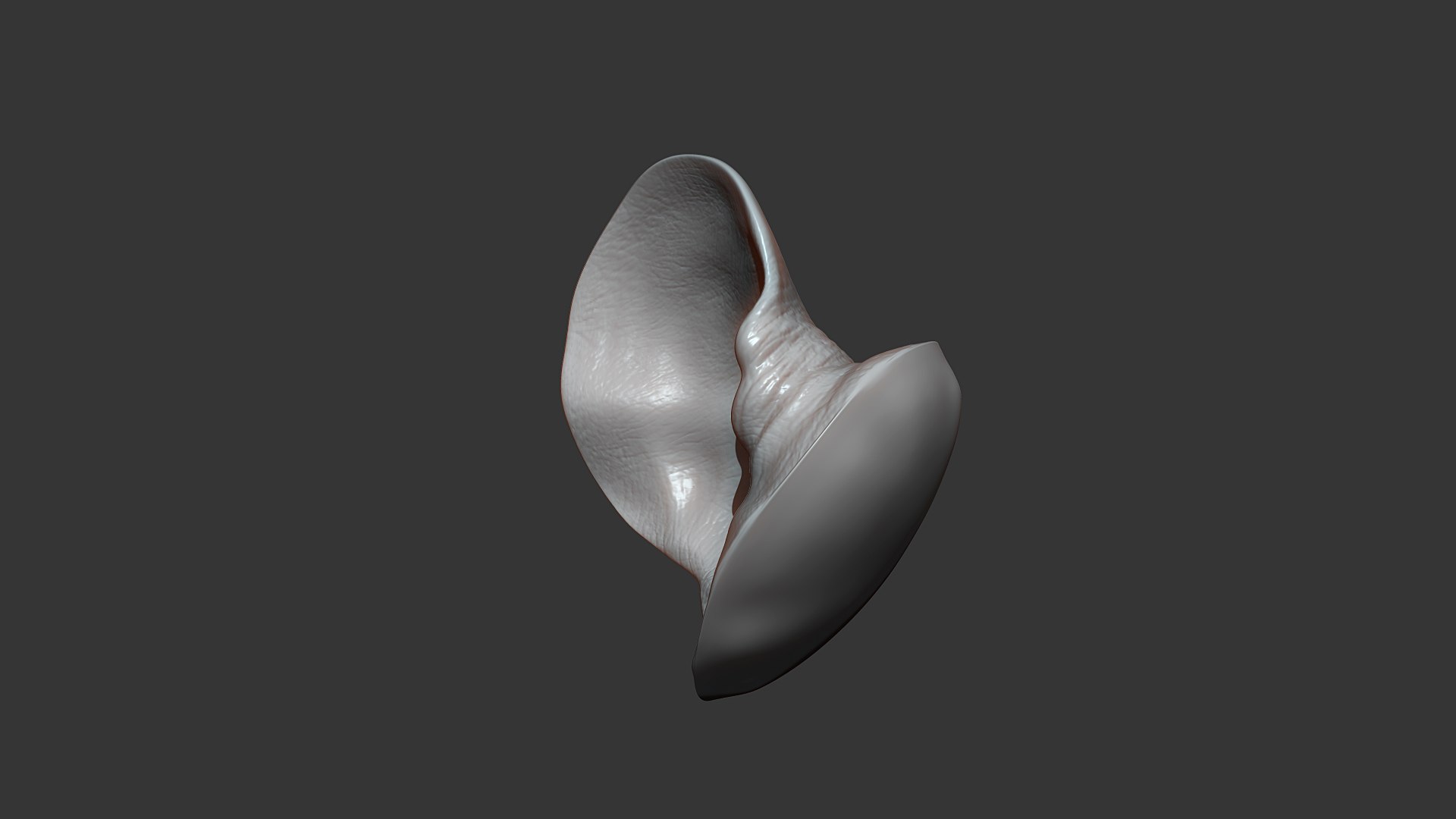 3D Model Rat Ear Highpoly Sculpt - TurboSquid 1809915