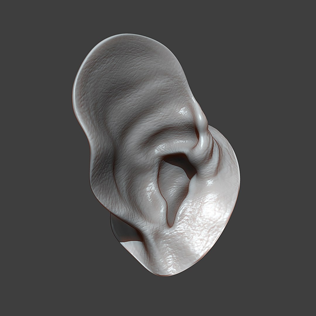 3D Model Rat Ear Highpoly Sculpt - TurboSquid 1809915