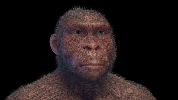 Australopithecus Afarensis Female 3D 모델 - TurboSquid 2098930
