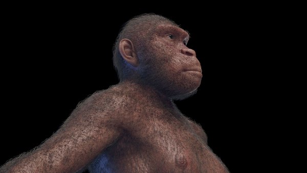 modelo 3d Australopithecus Afarensis Female - TurboSquid 2098930