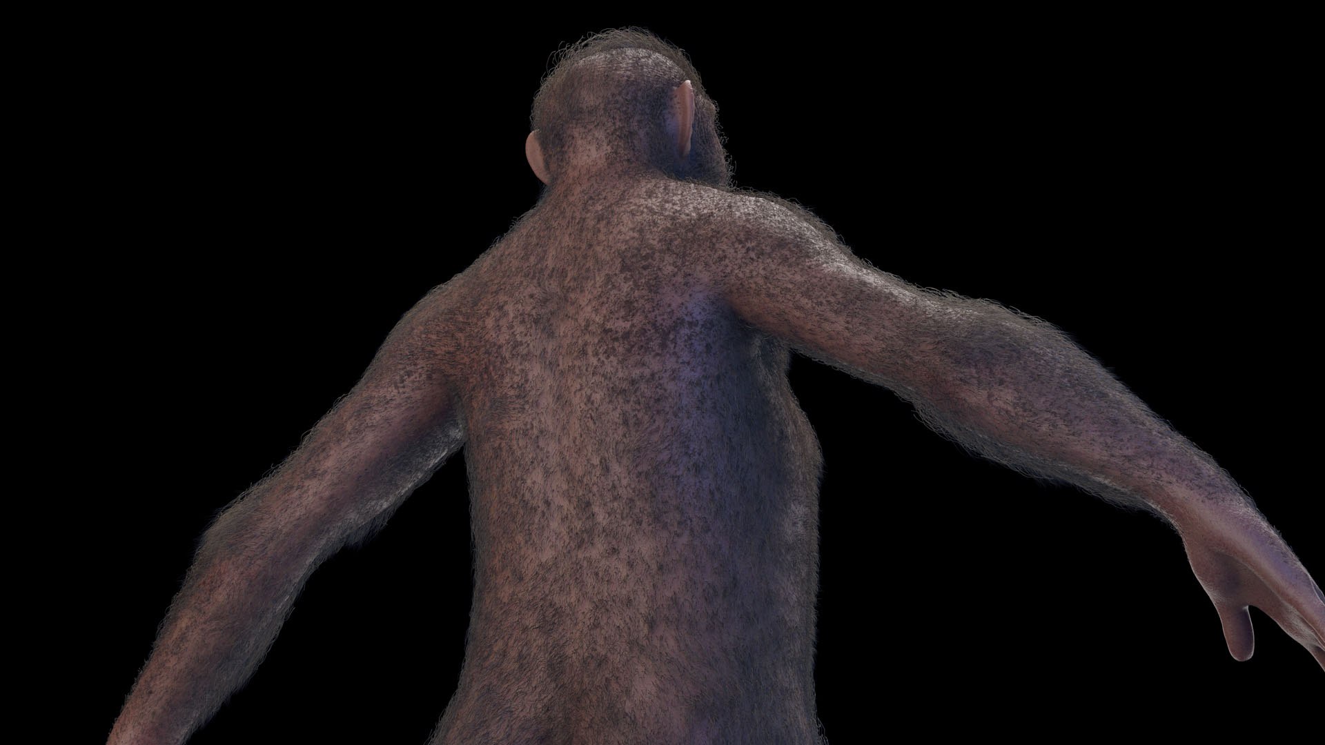 3D Australopithecus Afarensis Female - TurboSquid 2098930