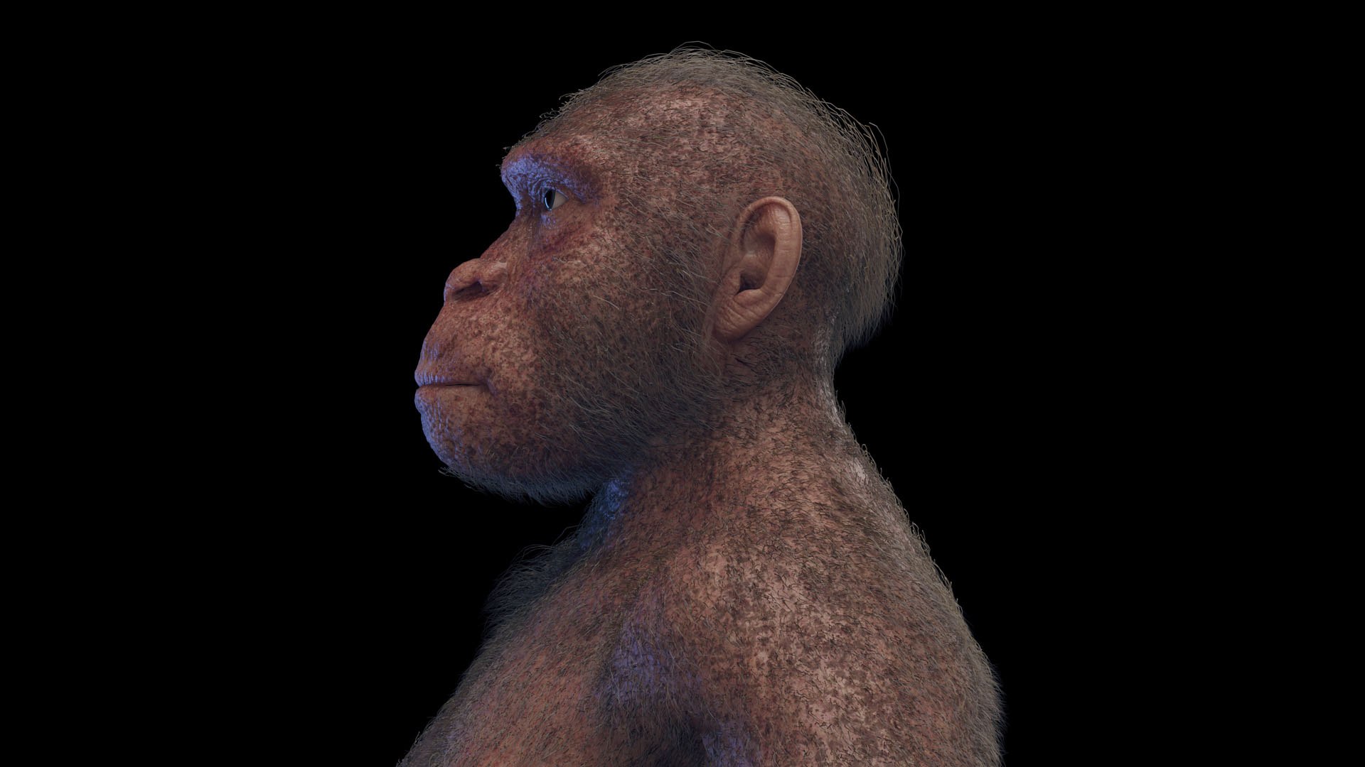 3D Australopithecus Afarensis Female - TurboSquid 2098930