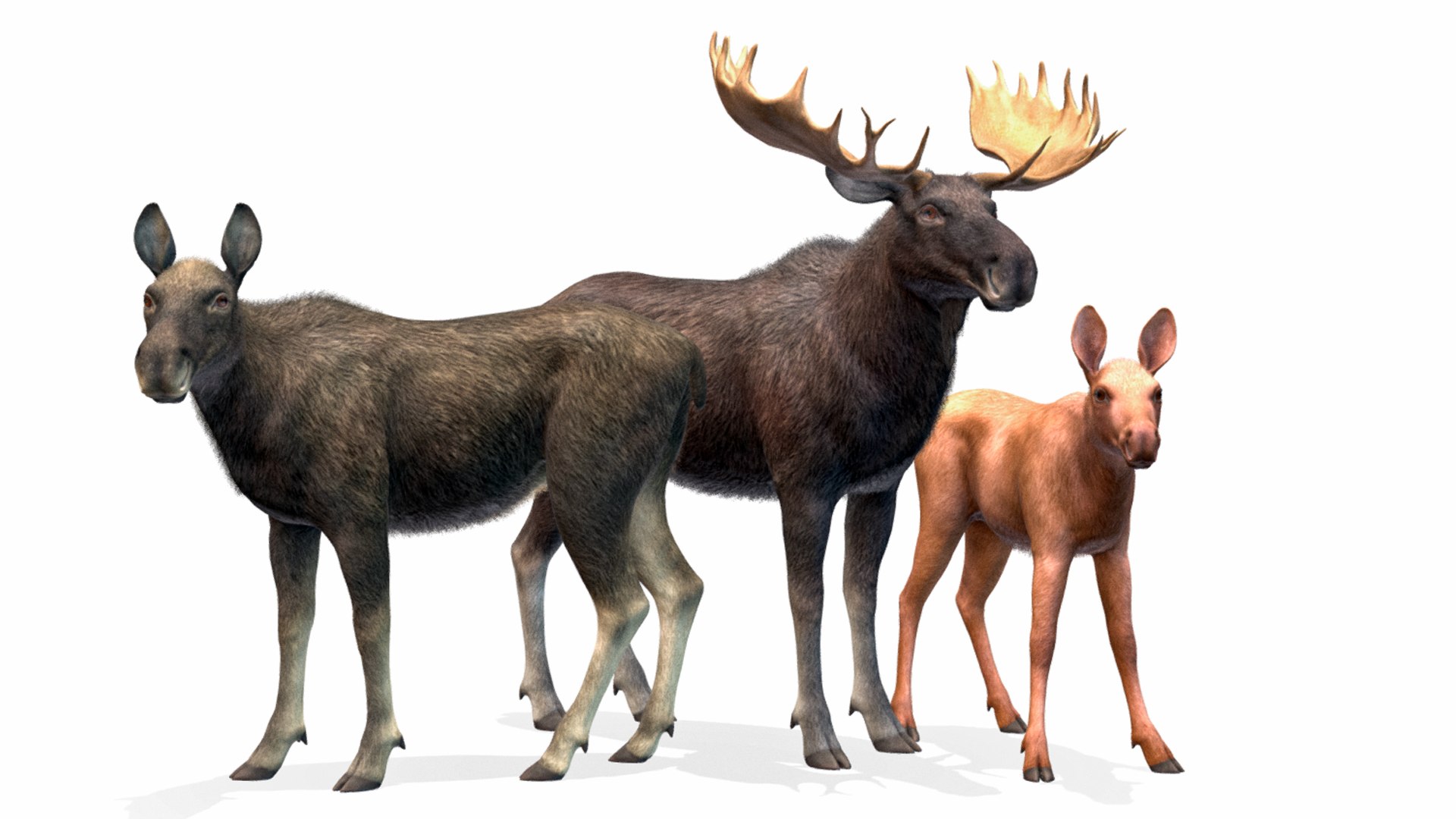 Moose Family 3D Model - TurboSquid 2140477