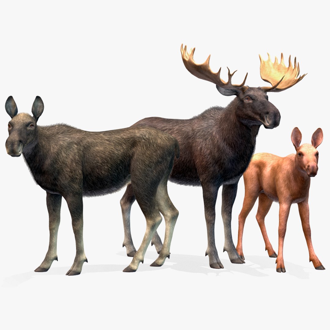 Moose Family 3D model - TurboSquid 2140477