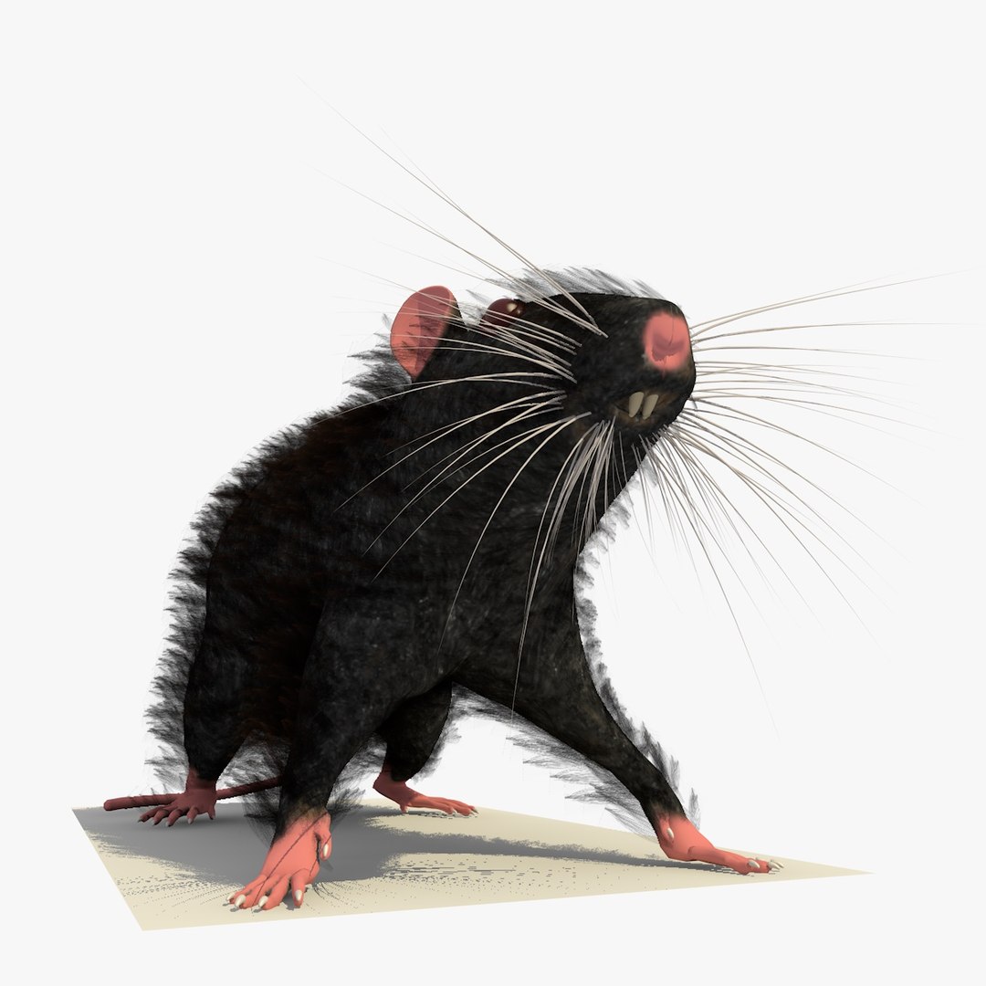 3d Black Mouse Rat Standing