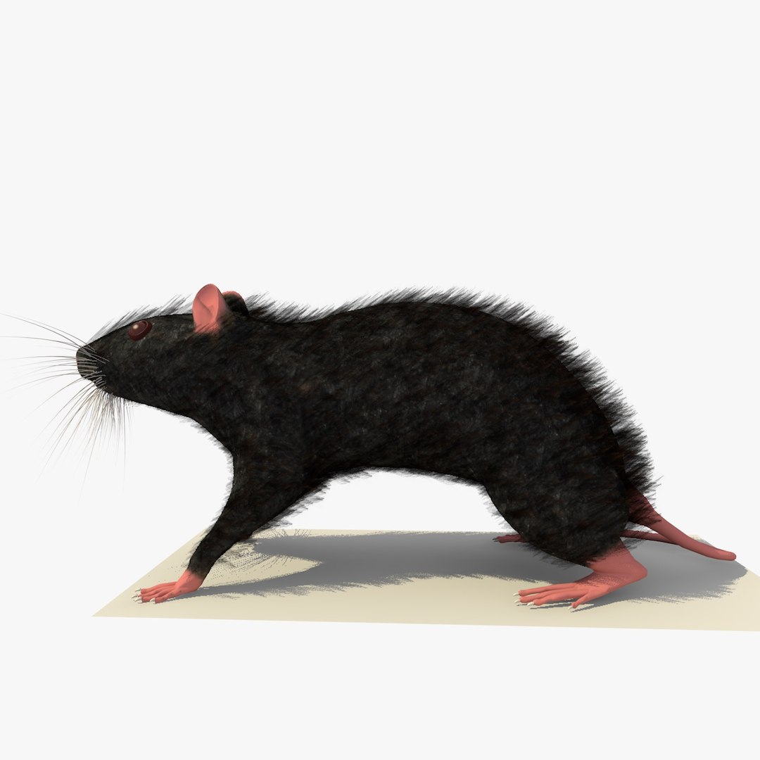 3d Black Mouse Rat Standing