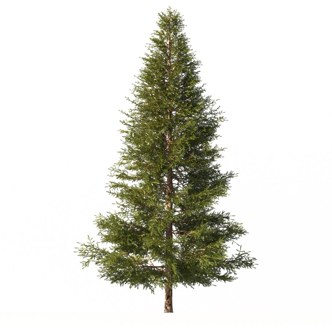 Picea Tree No 2 3D - TurboSquid 2038267