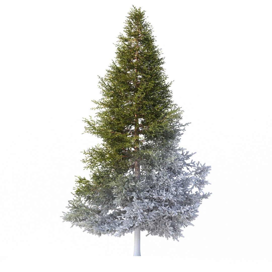 Picea Tree No 2 3D - TurboSquid 2038267
