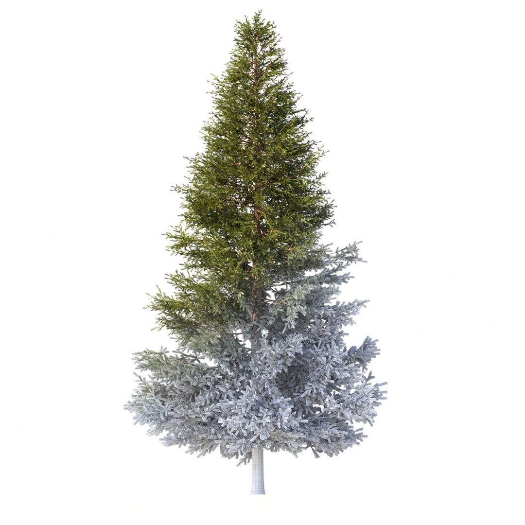 Picea Tree No 2 3D - TurboSquid 2038267