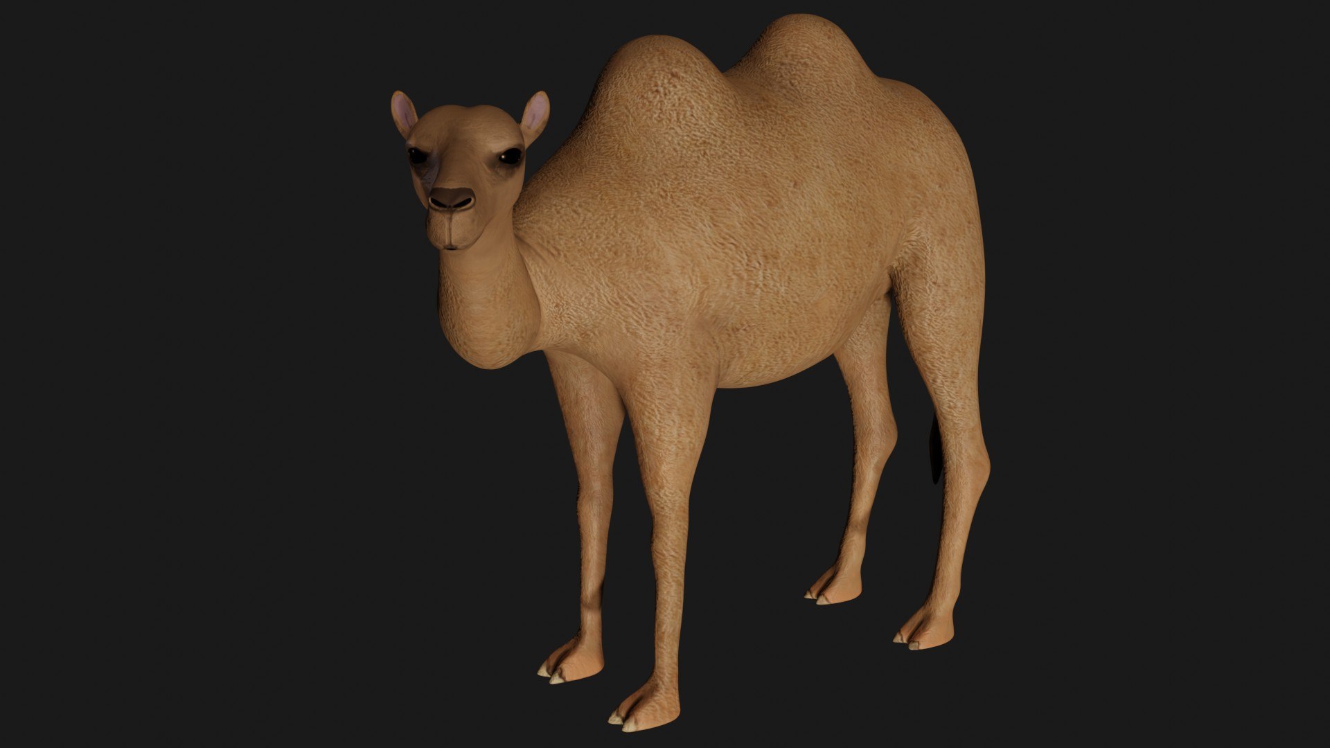 Fully Rigged Camel 3D Model - TurboSquid 1672225