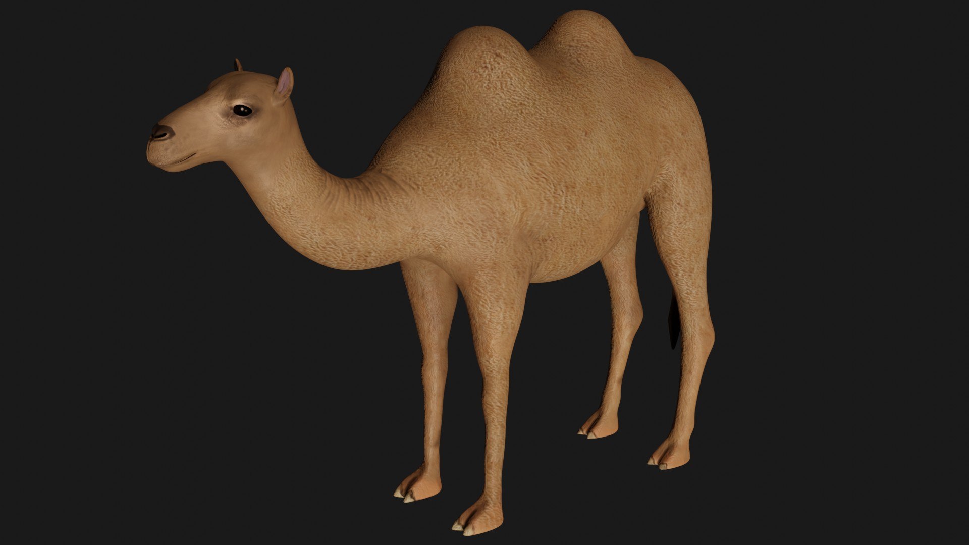 Fully Rigged Camel 3D Model - TurboSquid 1672225