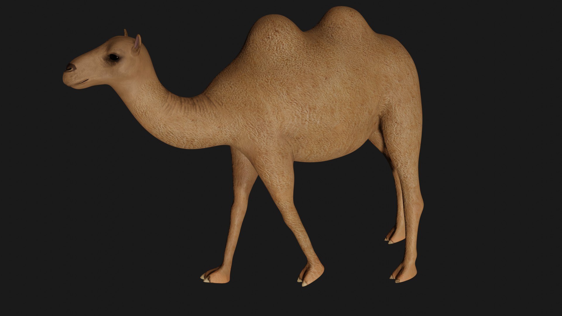Fully Rigged Camel 3D Model - TurboSquid 1672225