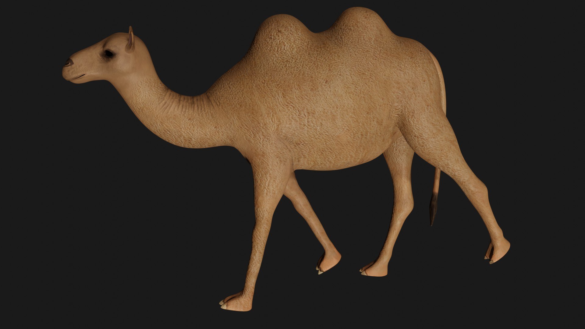 Fully Rigged Camel 3D Model - TurboSquid 1672225