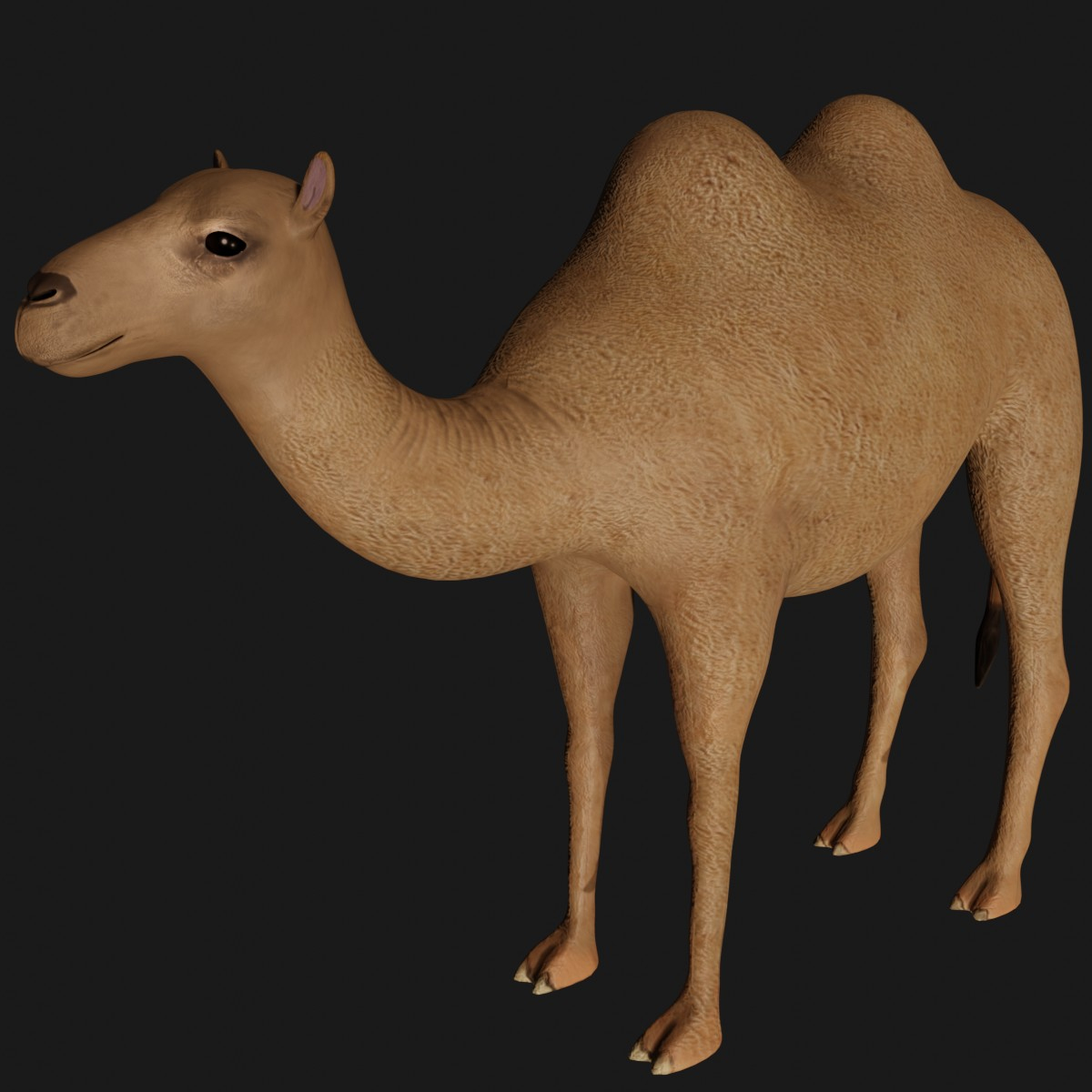 Fully rigged camel 3D model - TurboSquid 1672225