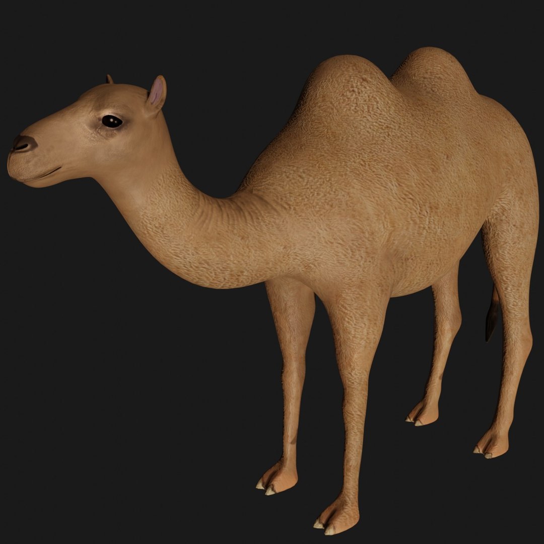 Fully Rigged Camel 3D Model - TurboSquid 1672225