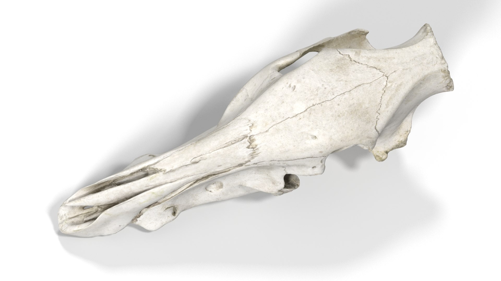 3D Wild Boar Skull Model - TurboSquid 2261122