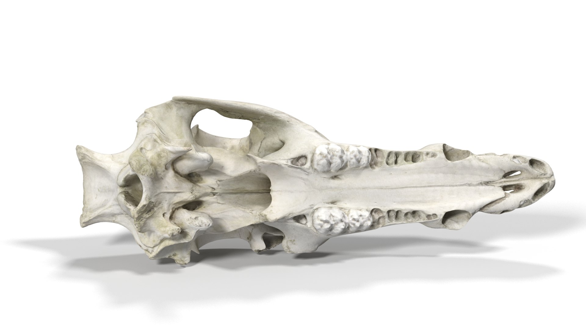 3D Wild Boar Skull Model - TurboSquid 2261122