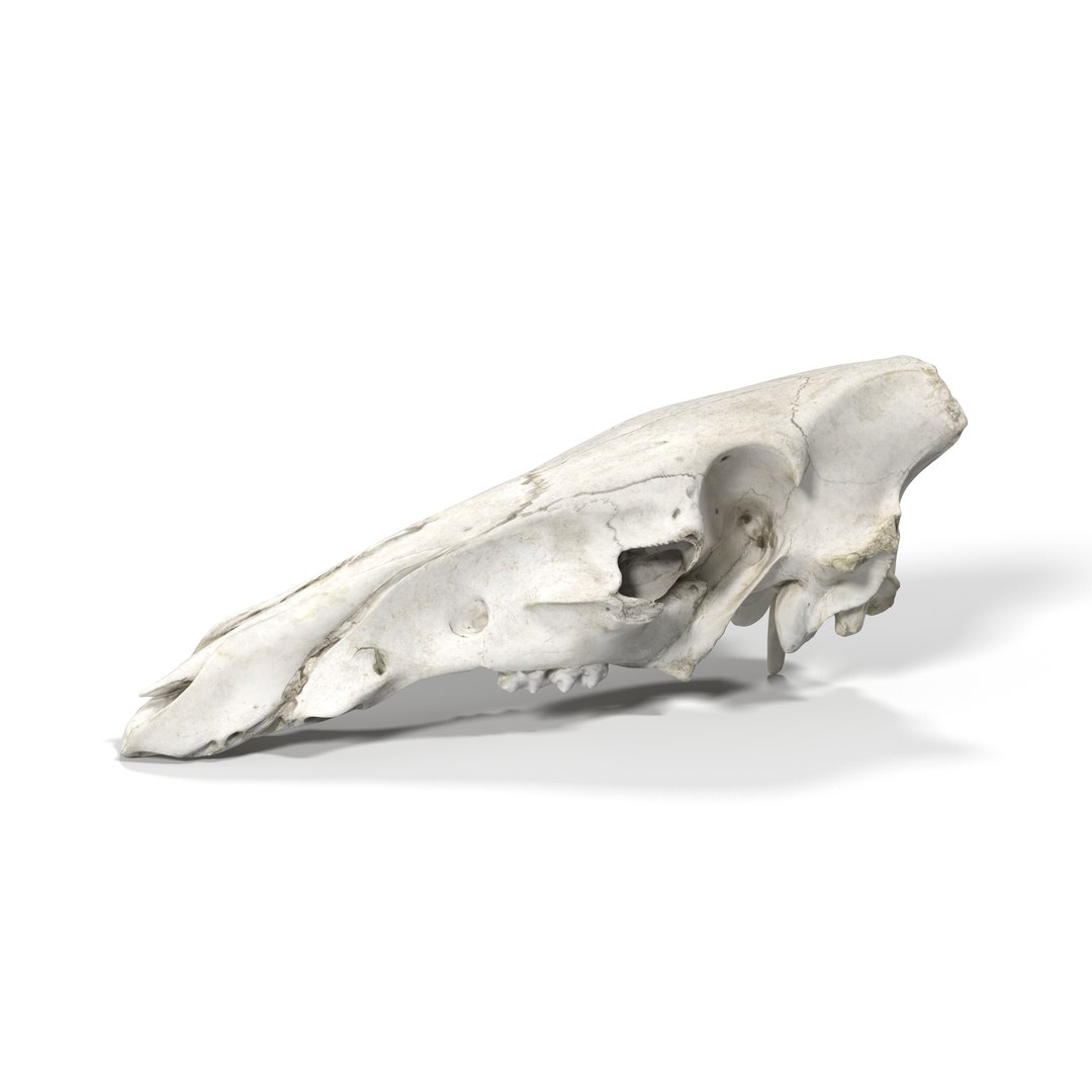 3D Wild Boar Skull Model - TurboSquid 2261122