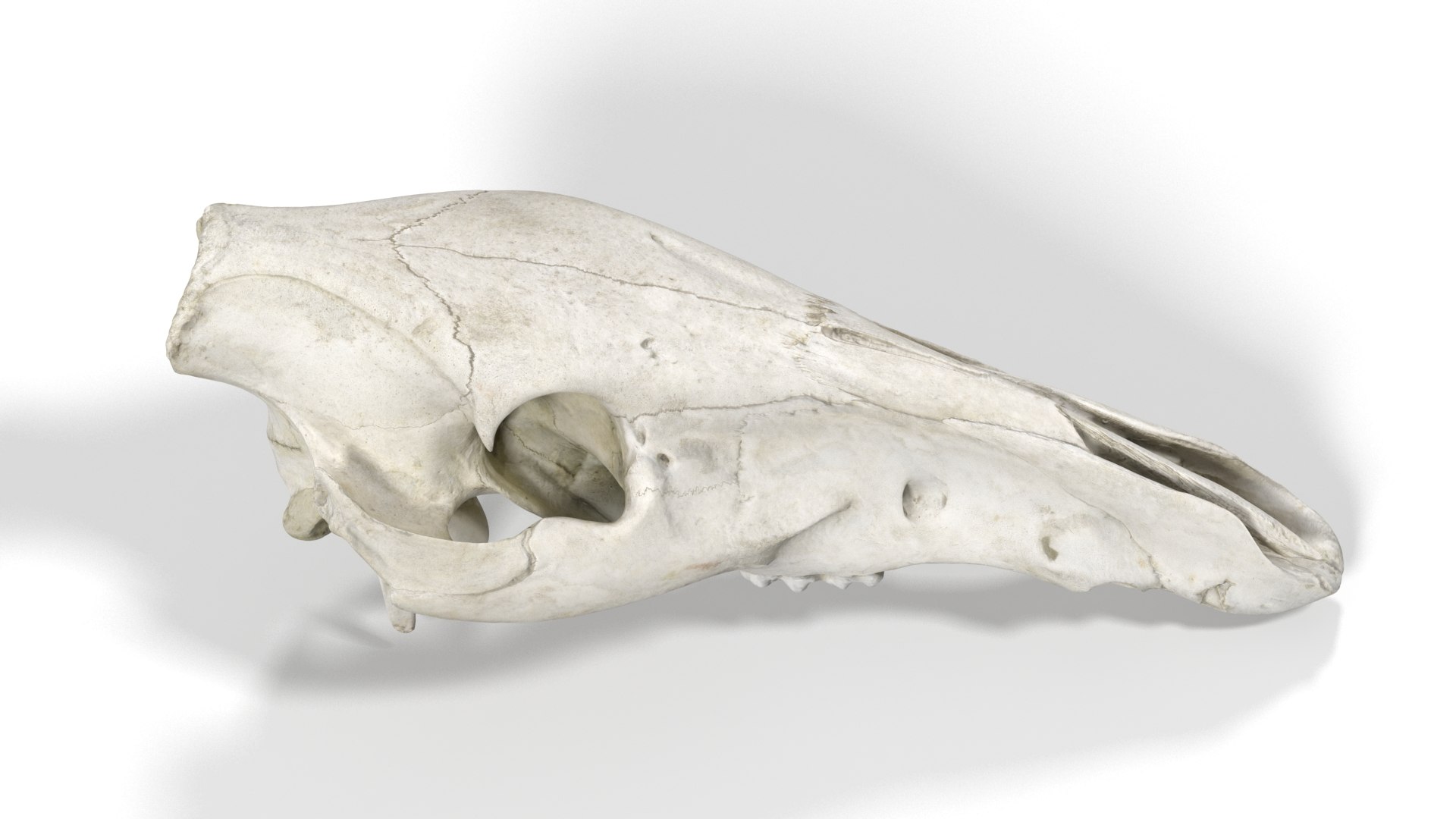 3D Wild Boar Skull Model - TurboSquid 2261122