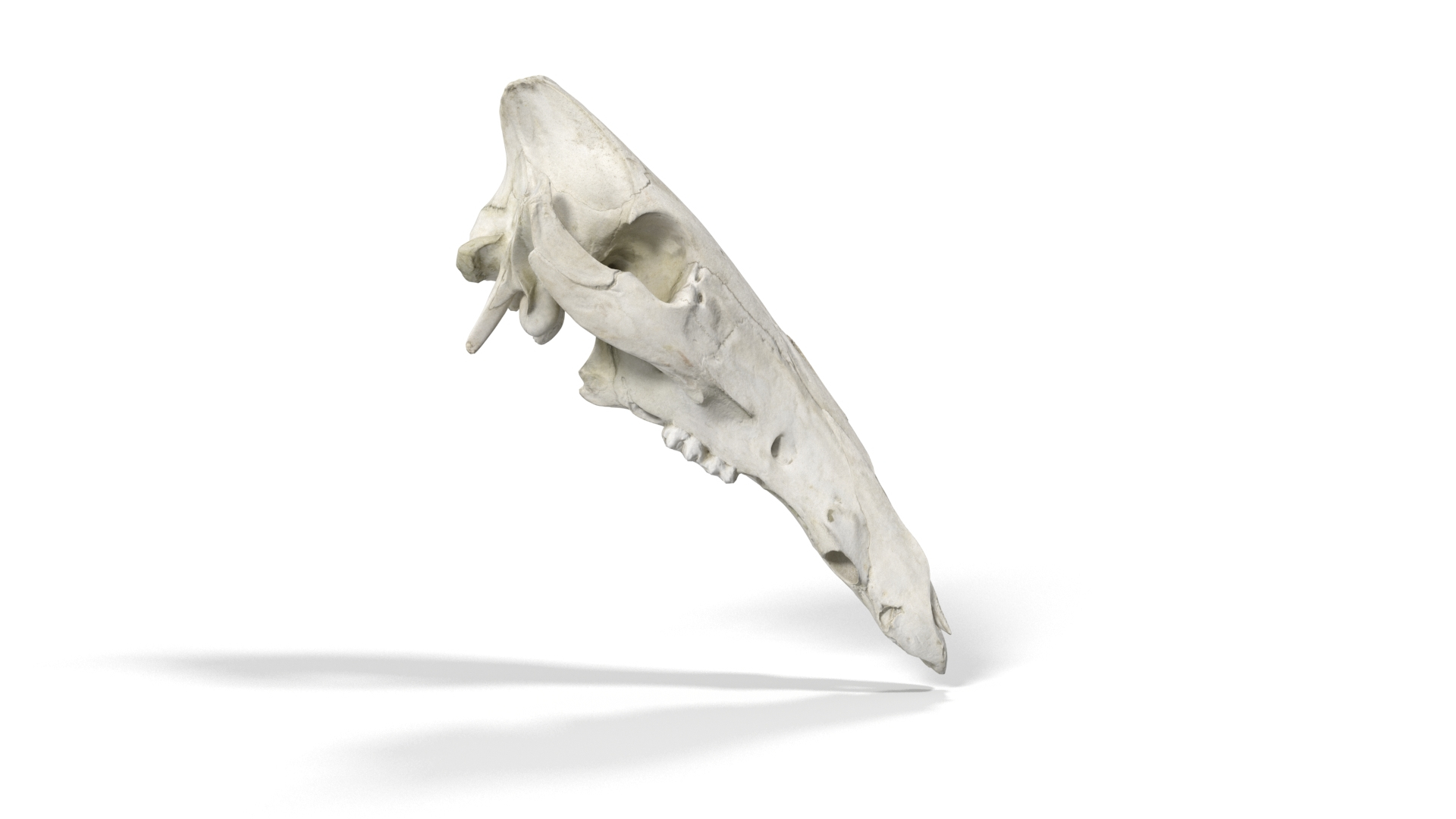 3D Wild Boar Skull Model - TurboSquid 2261122