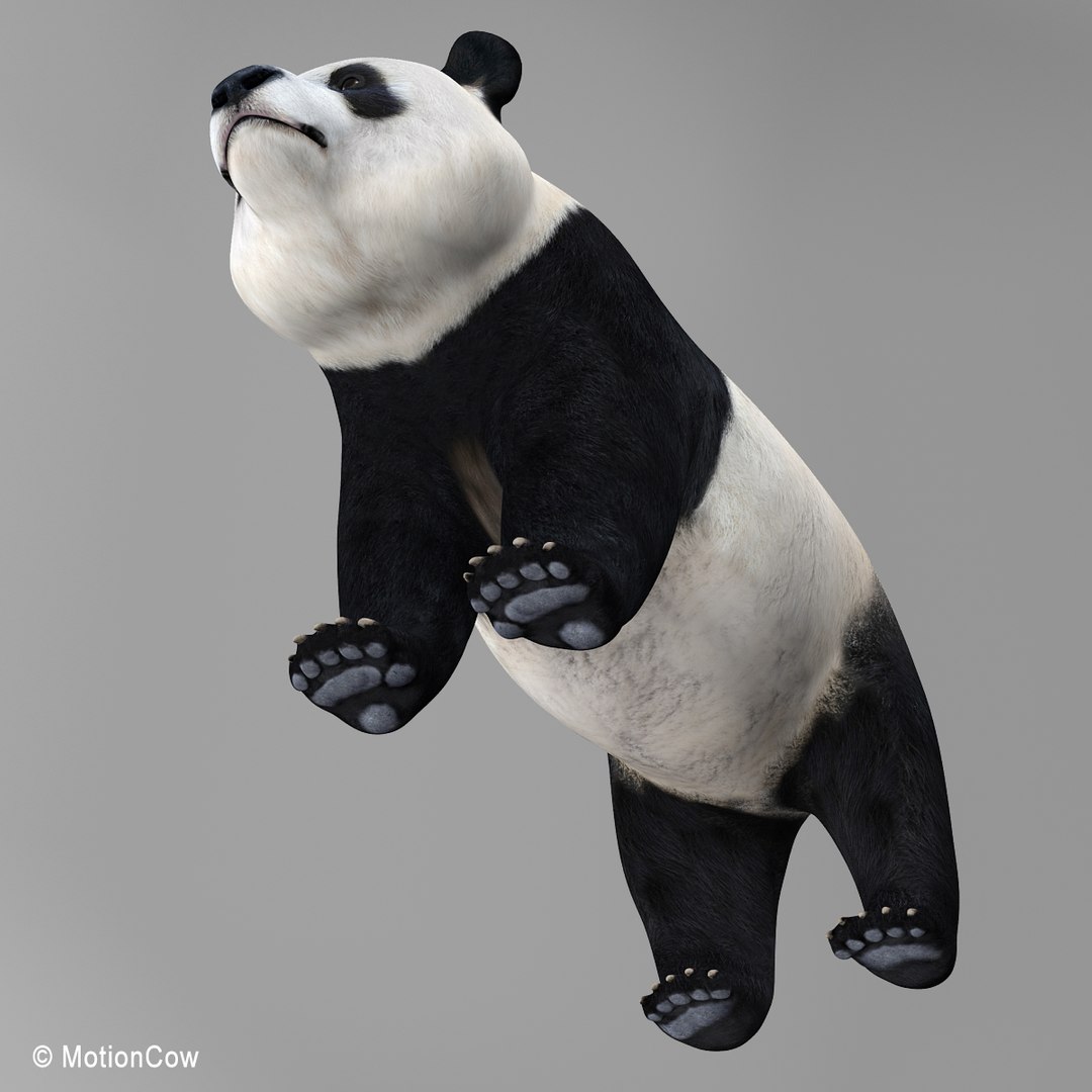 Realistic Panda 3d Model