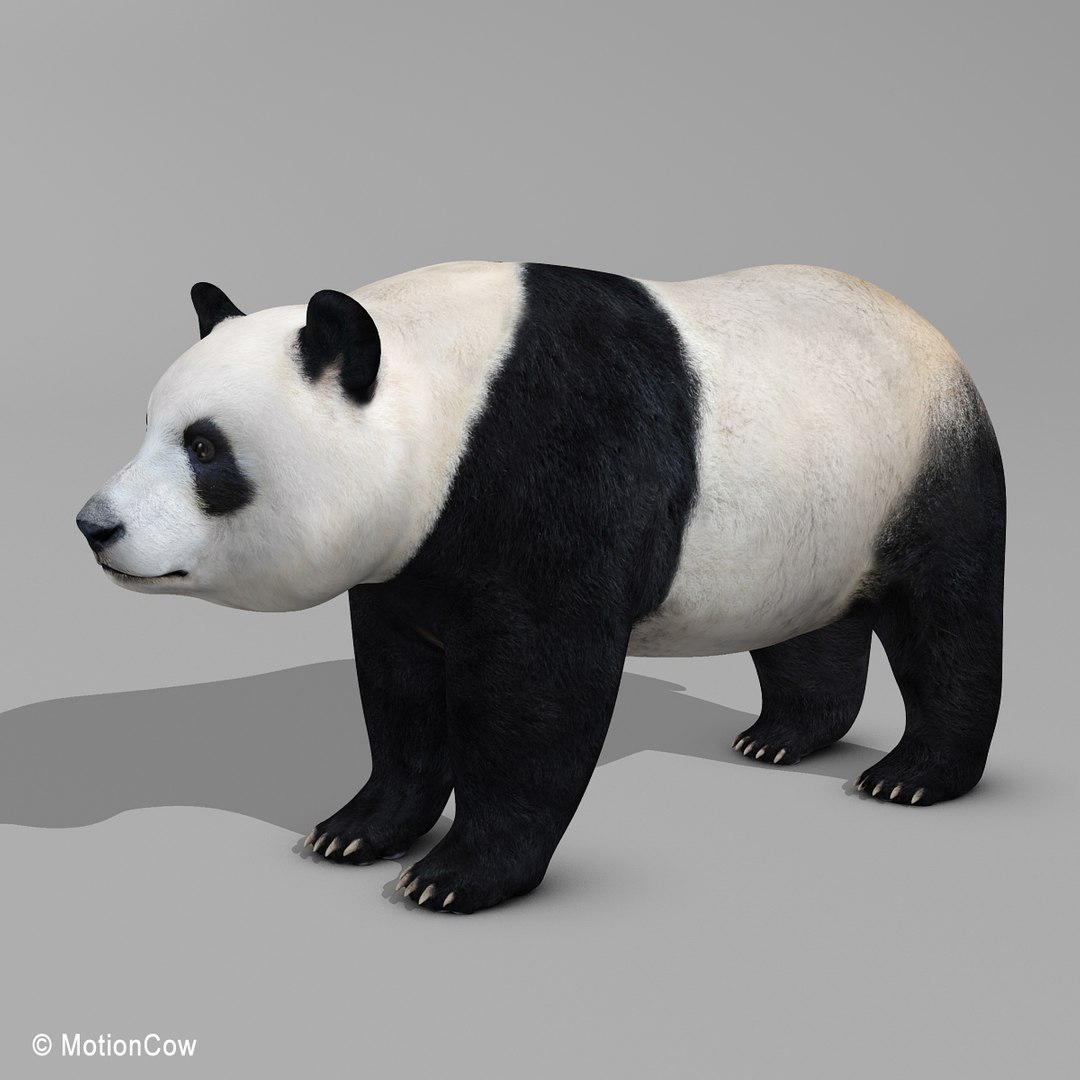 Realistic Panda 3d Model