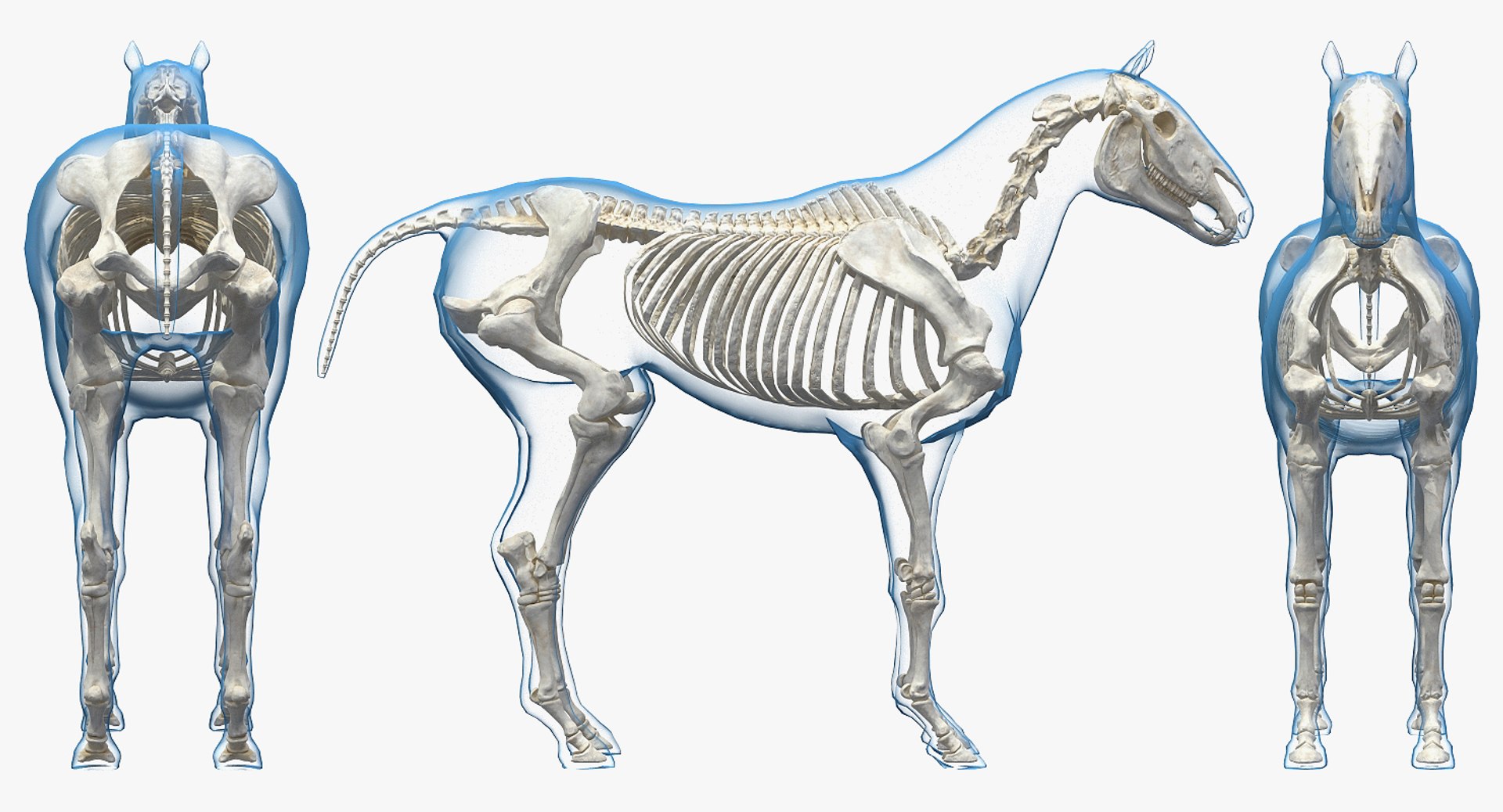 Horse envelope skeleton rigged 3D model - TurboSquid 1341403