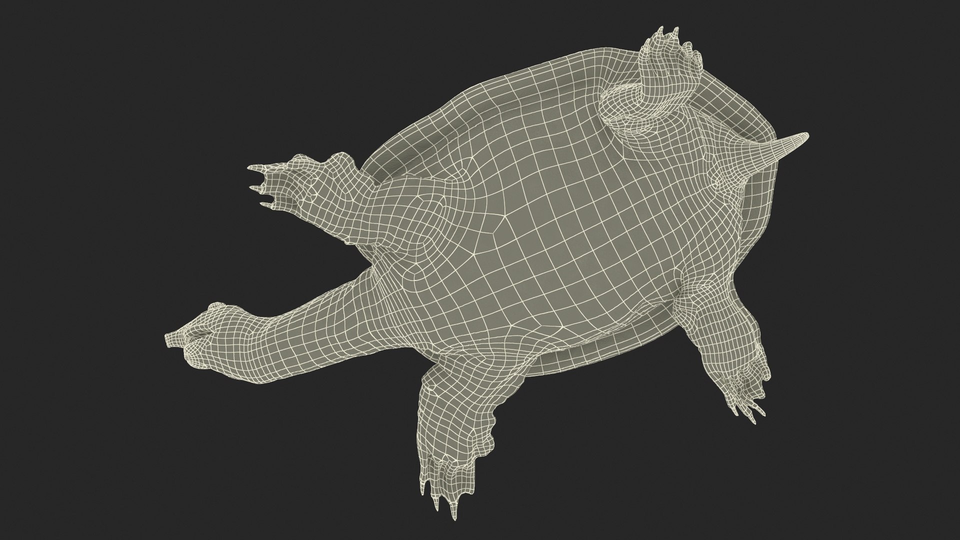 3D Realistic Chinese Softshell Turtle Rigged For Maya - TurboSquid 2297357