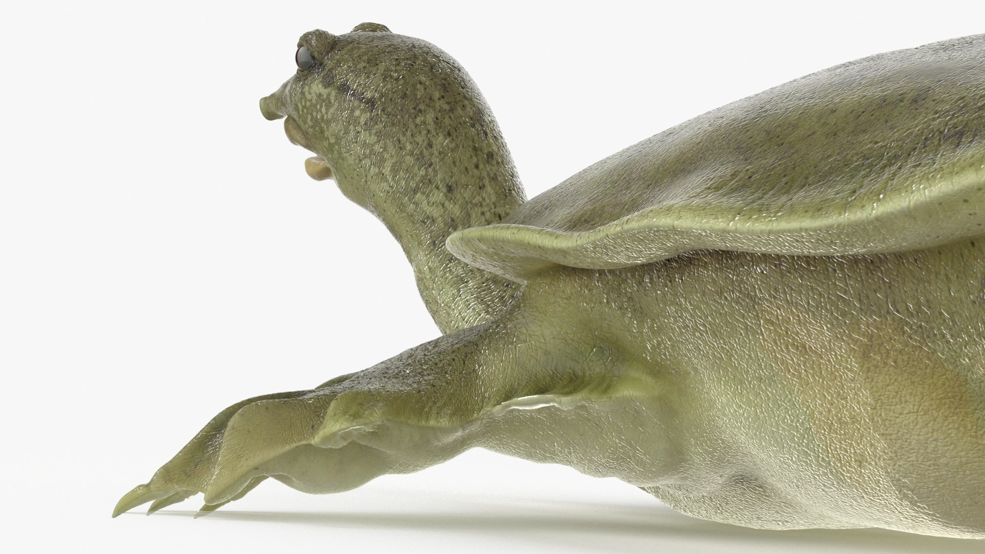 3D Realistic Chinese Softshell Turtle Rigged For Maya - TurboSquid 2297357