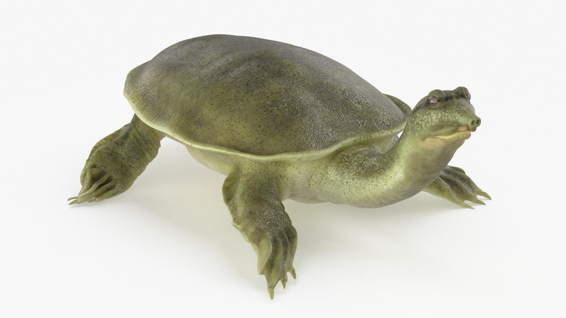 3D Realistic Chinese Softshell Turtle Rigged For Maya - TurboSquid 2297357