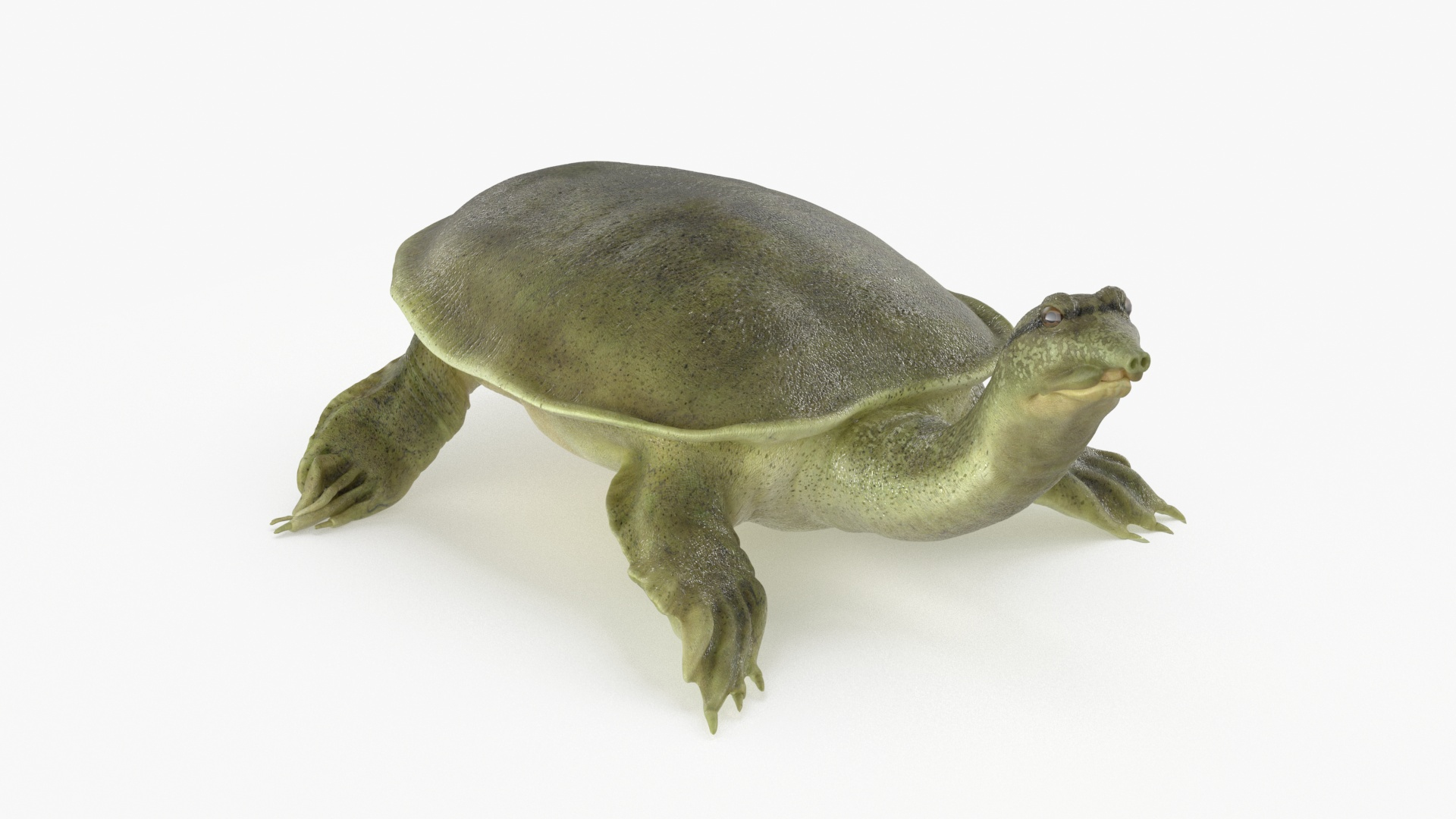 3D Realistic Chinese Softshell Turtle Rigged For Maya - TurboSquid 2297357