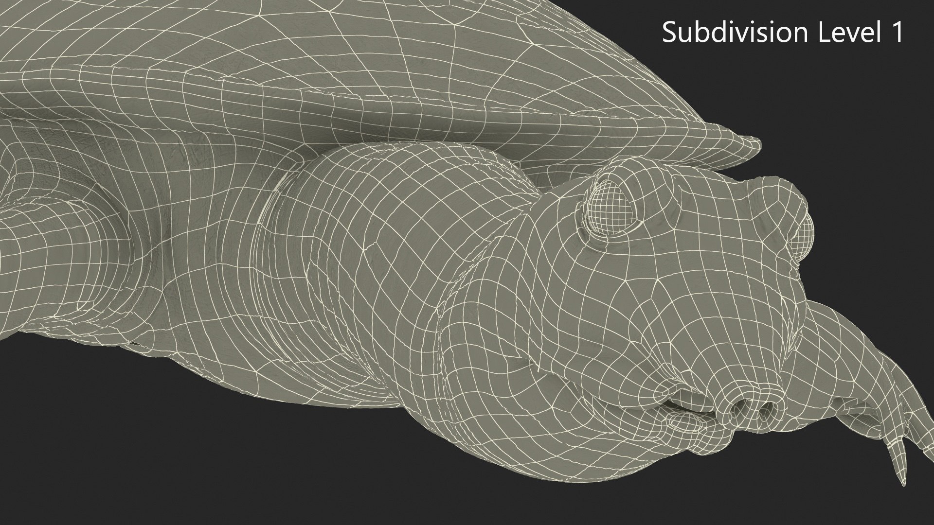 3D Realistic Chinese Softshell Turtle Rigged For Maya - TurboSquid 2297357