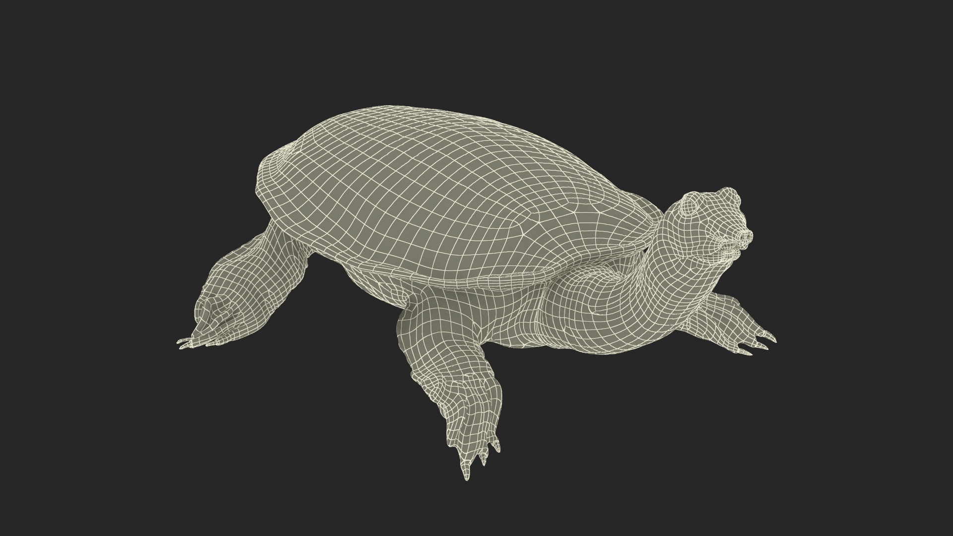 3D Realistic Chinese Softshell Turtle Rigged For Maya - TurboSquid 2297357