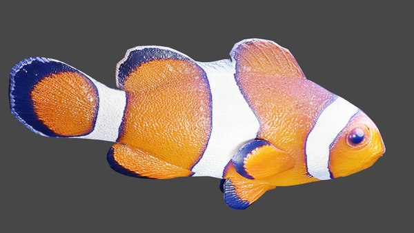 Free Blender Fish Models | TurboSquid