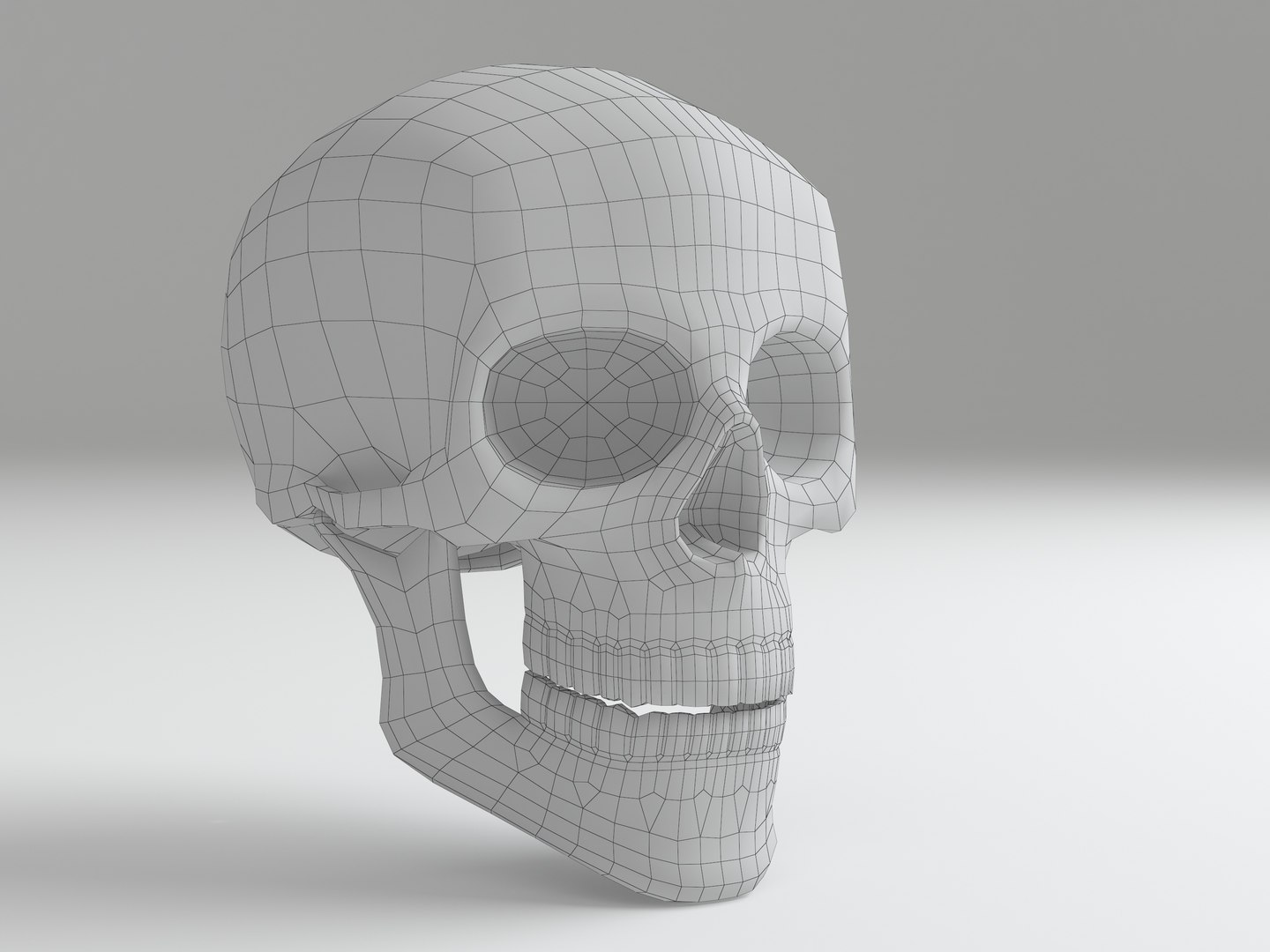 3d model of cranium