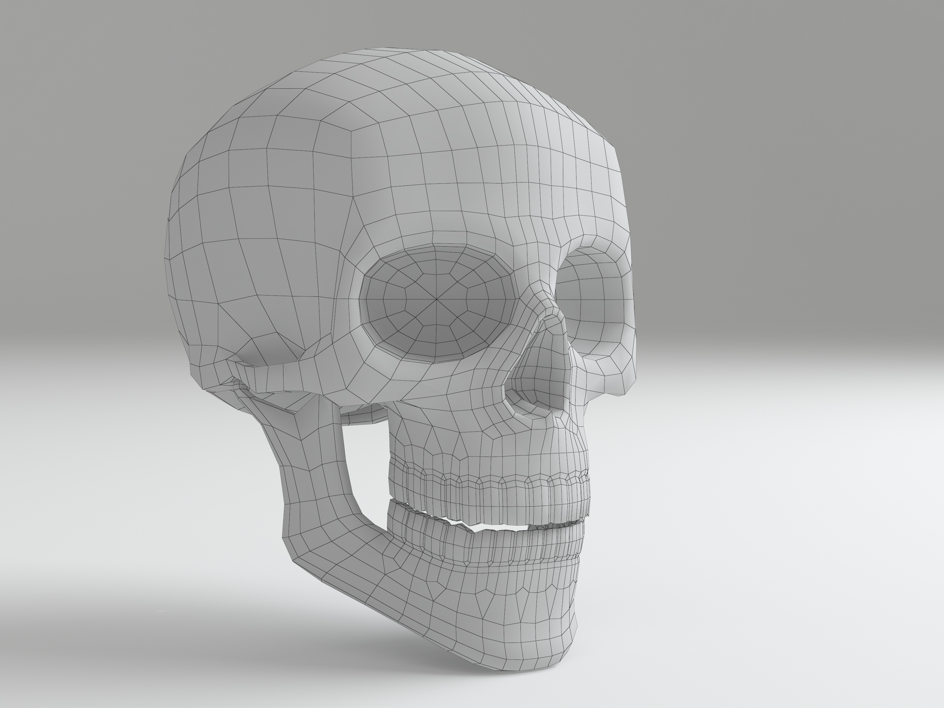 3d model of cranium