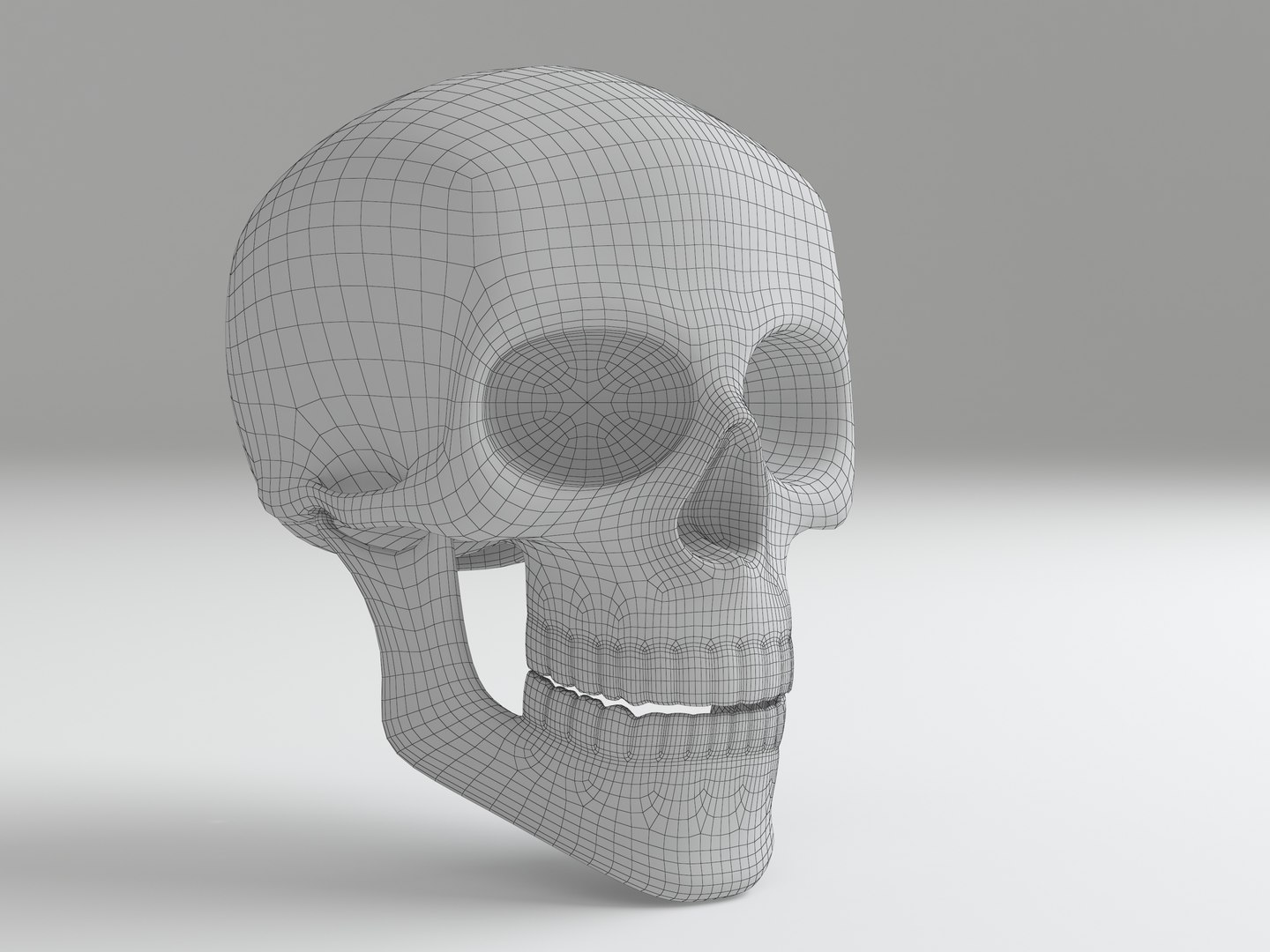 3d model of cranium