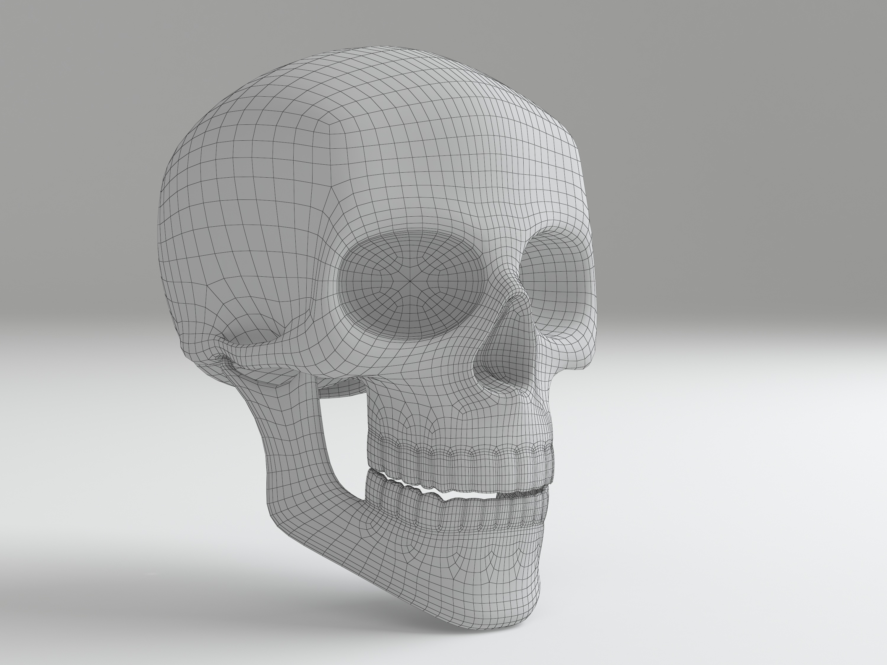 3d model of cranium