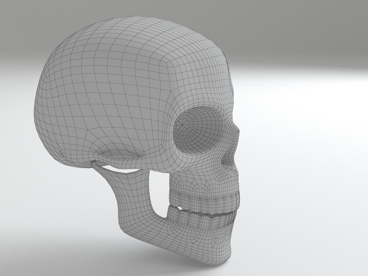 3d model of cranium