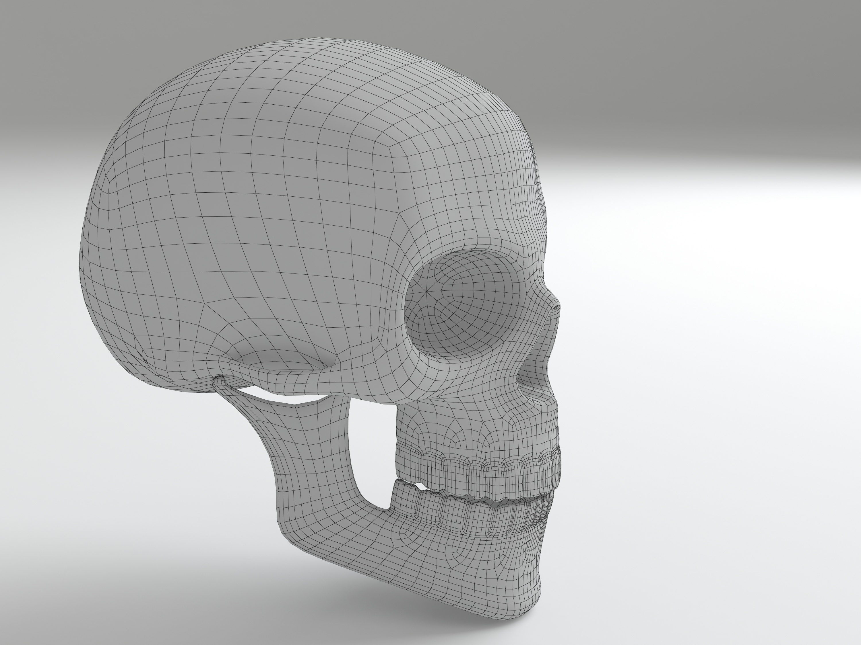 3d model of cranium