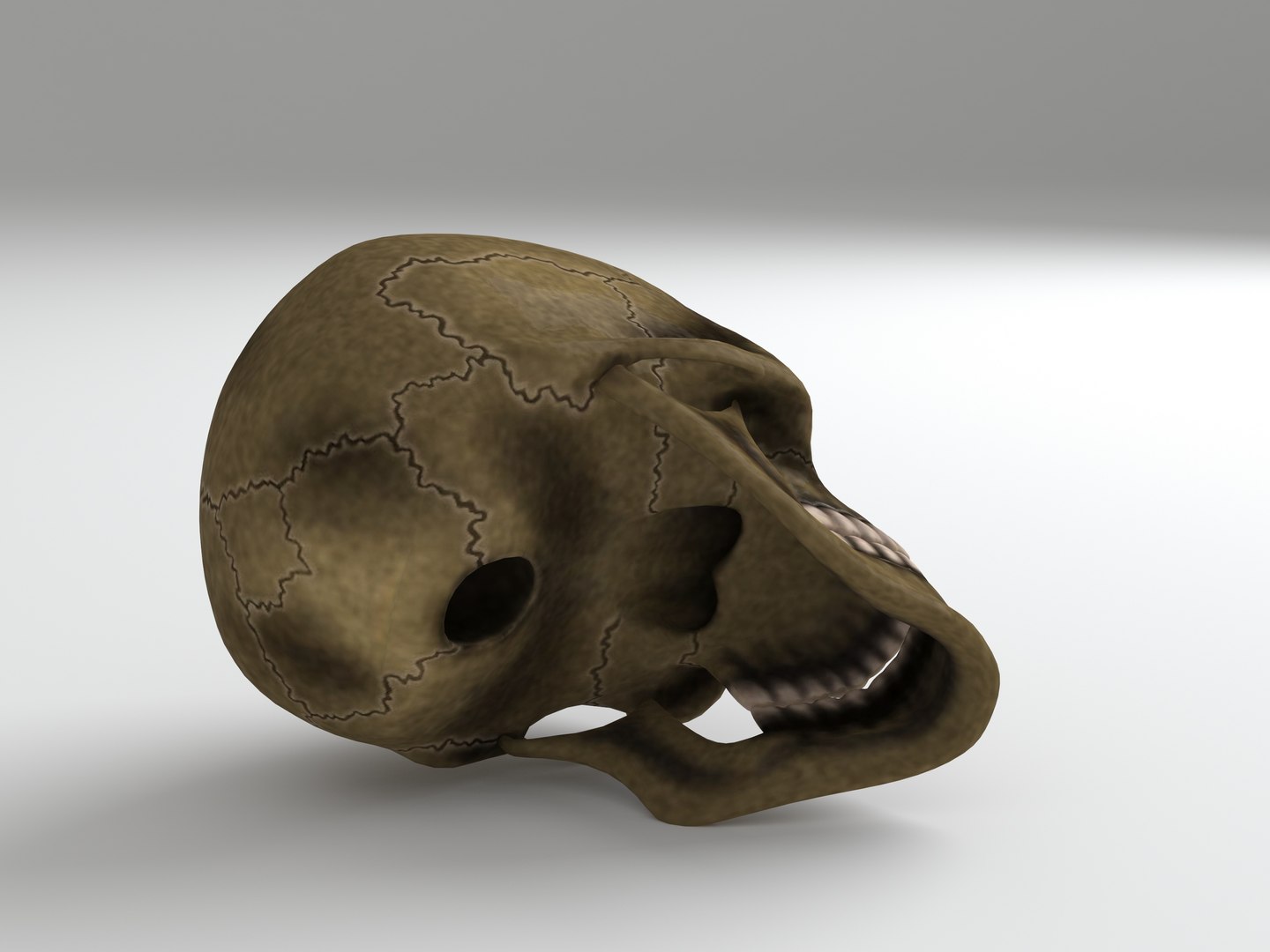 3d model of cranium
