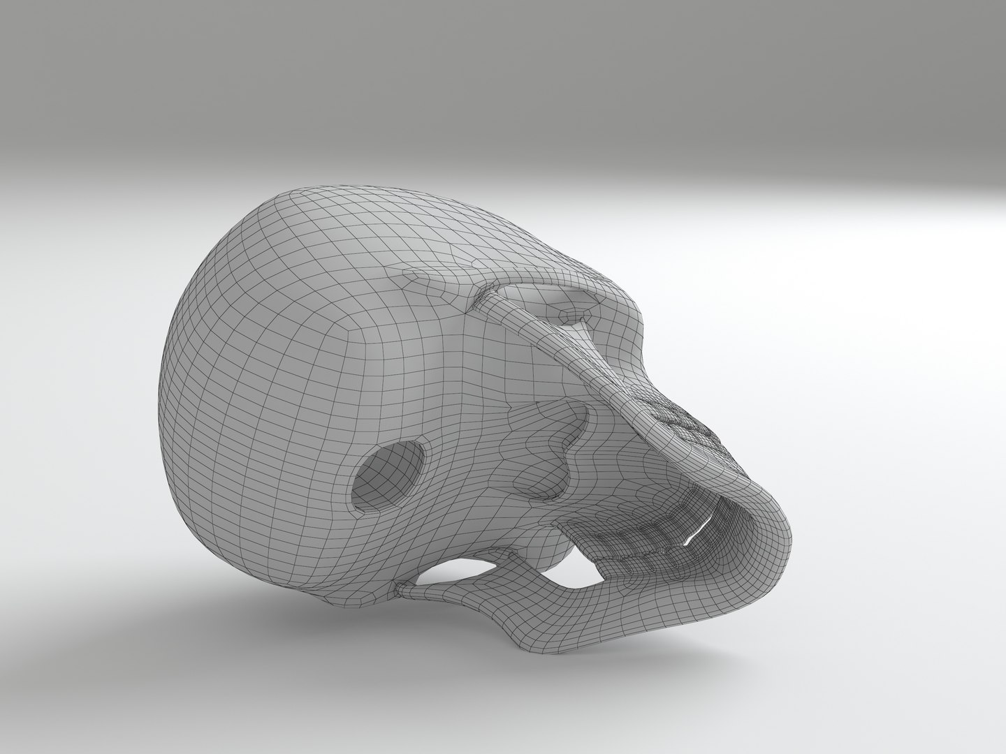 3d model of cranium
