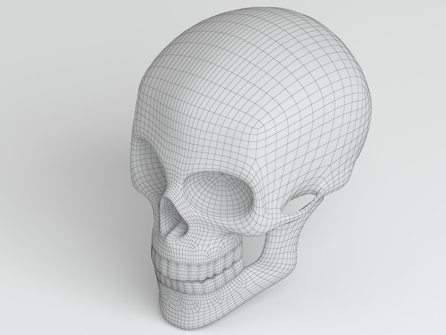 3d model of cranium