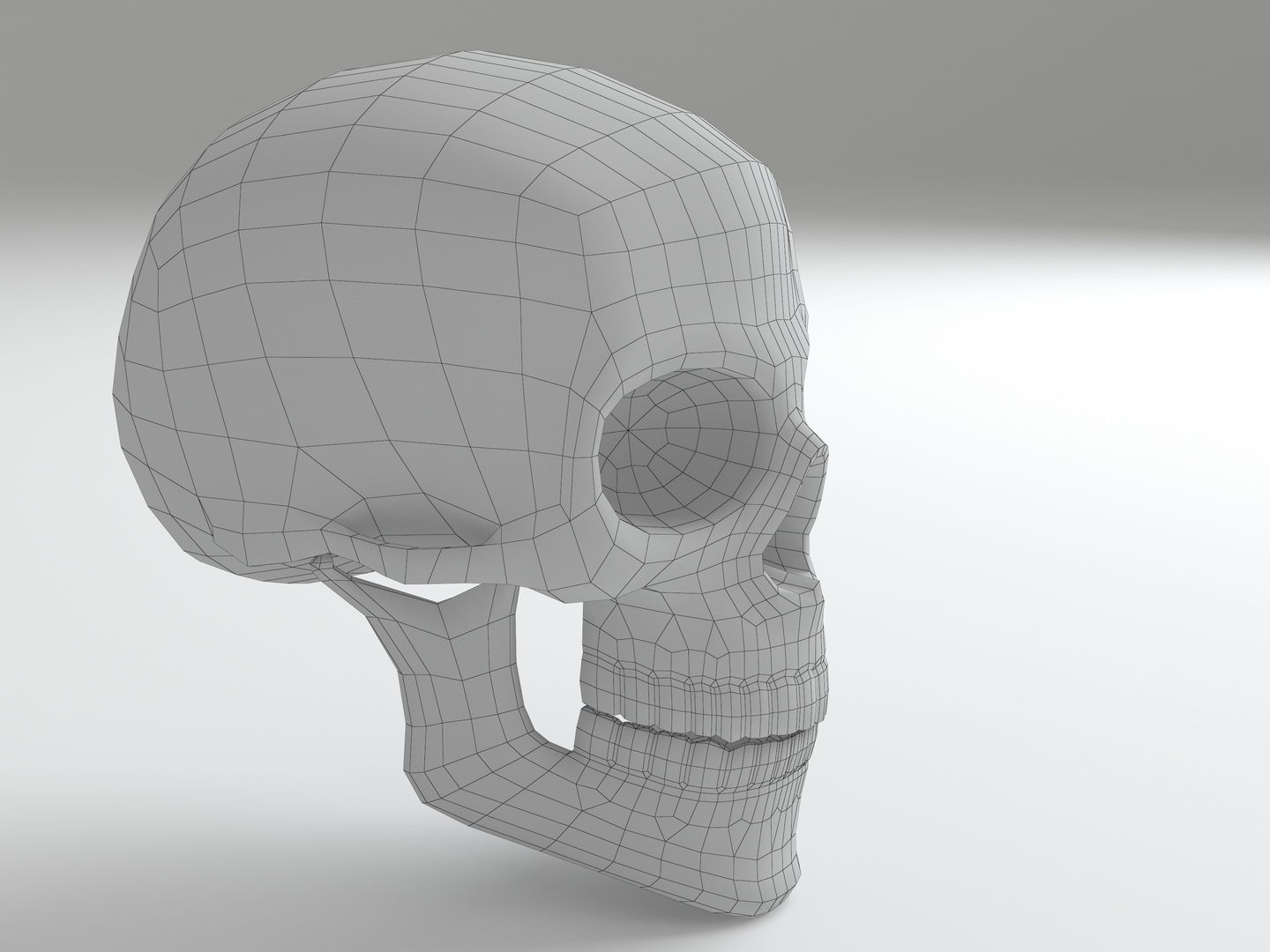 3d model of cranium
