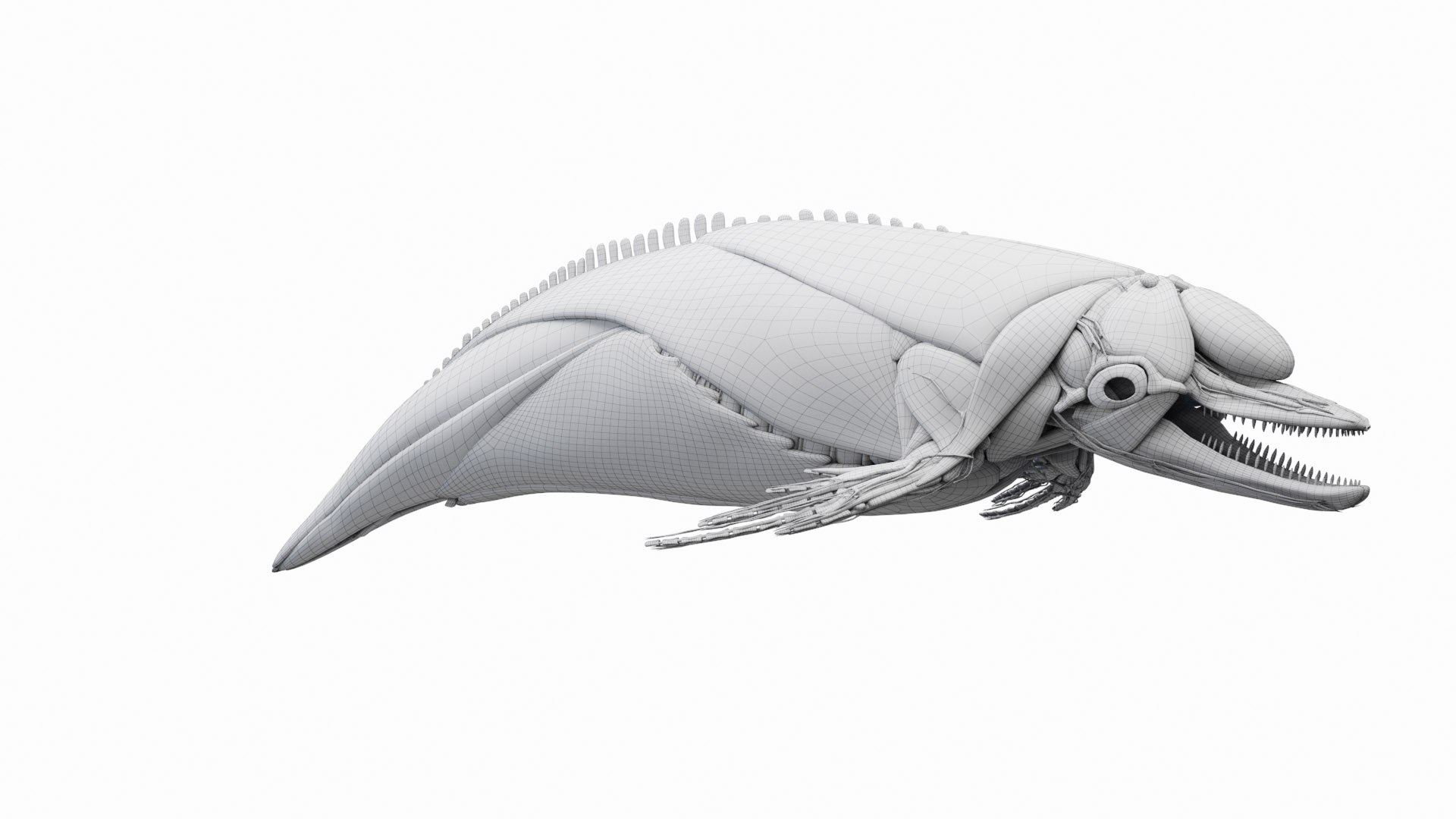 3D model Bottlenose Dolphin Anatomy Rigged - TurboSquid 2130609