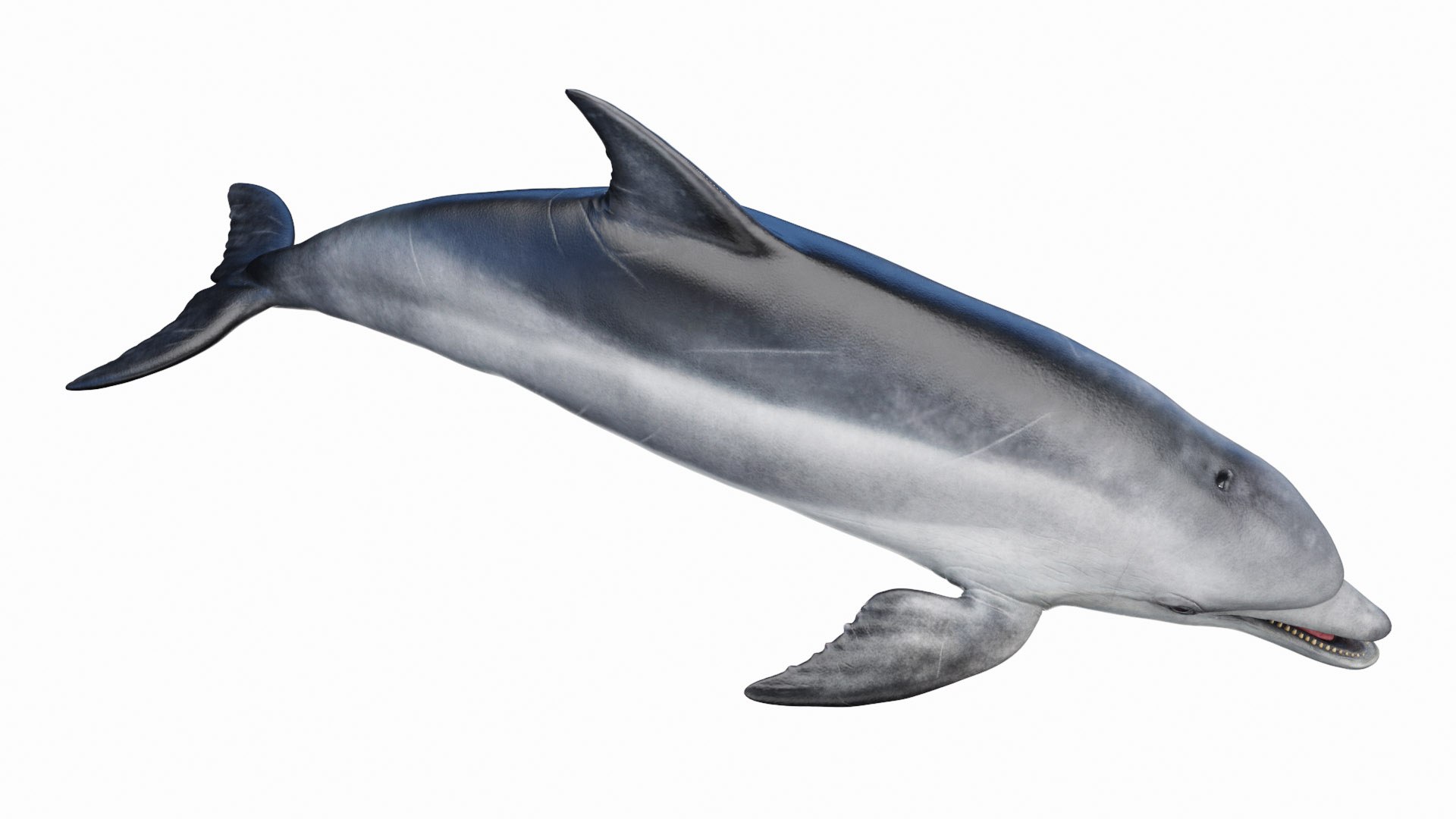 3D model Bottlenose Dolphin Anatomy Rigged - TurboSquid 2130609